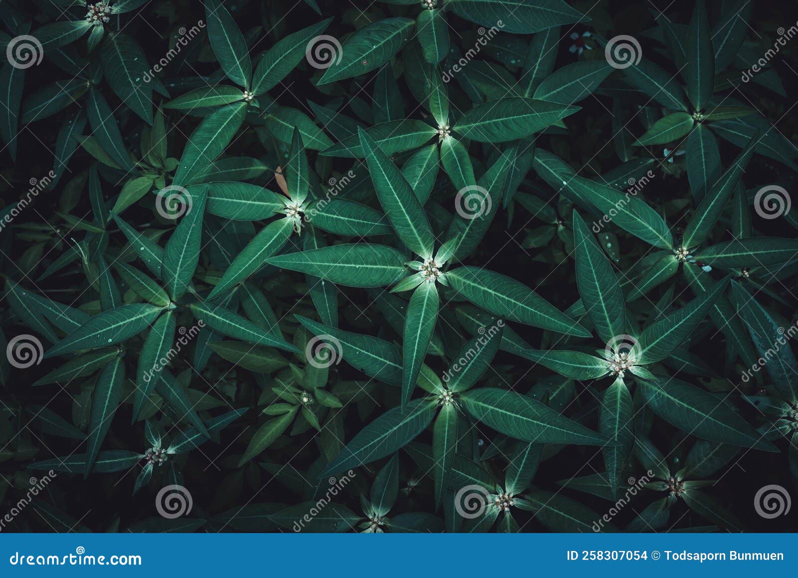 Fundo Verde Folhas. Tom De Cor Verde Das Folhas Foto de Stock - Imagem ...