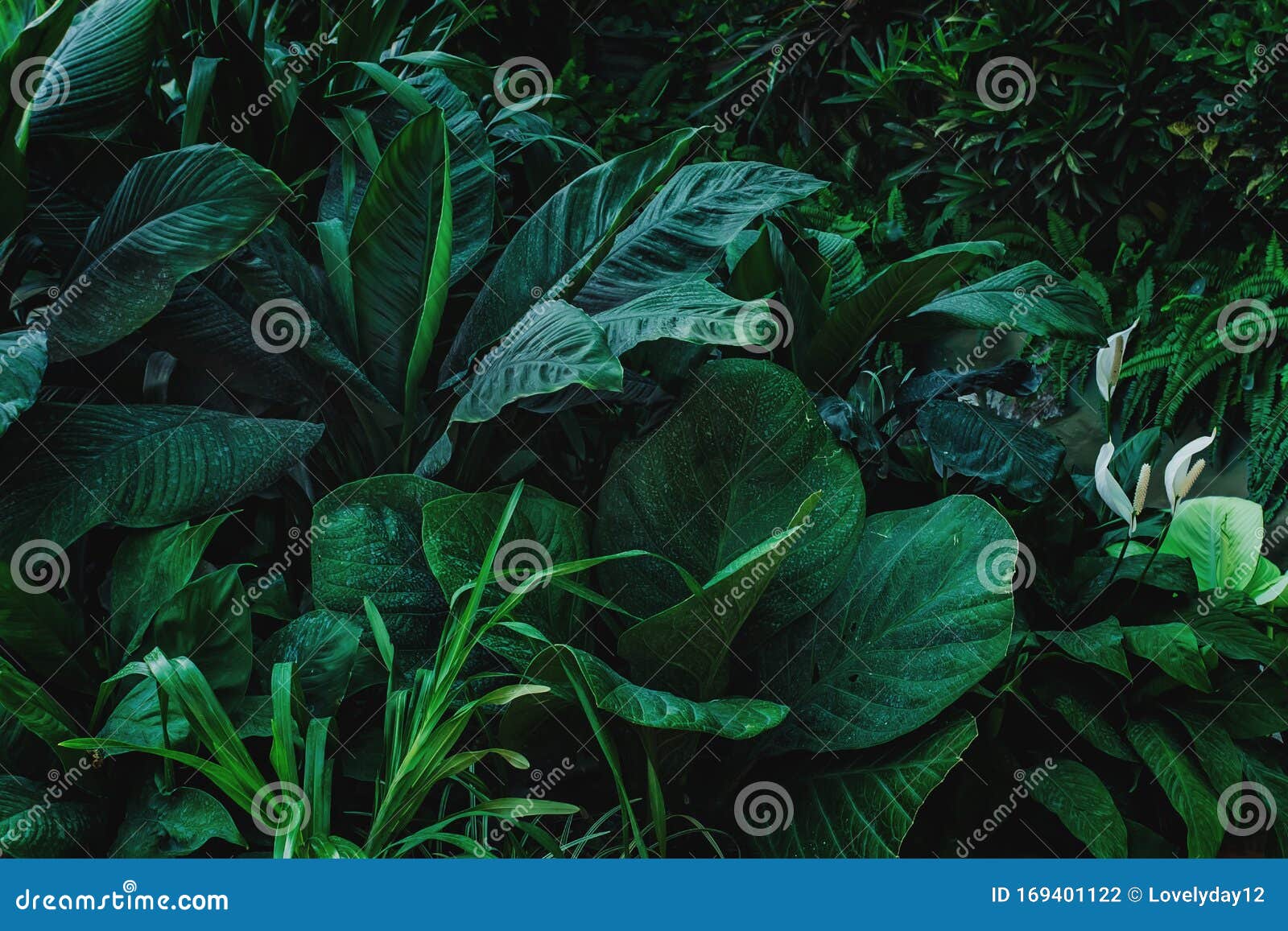 Fundo verde tropical folha foto de stock. Imagem de tropical - 169401122