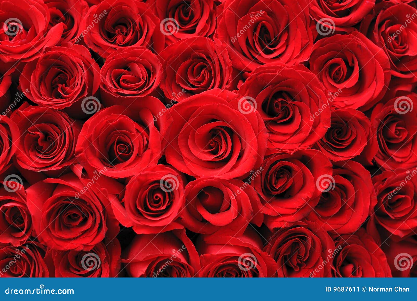 Fundo vermelho das rosas imagem de stock. Imagem de fundo - 9687611
