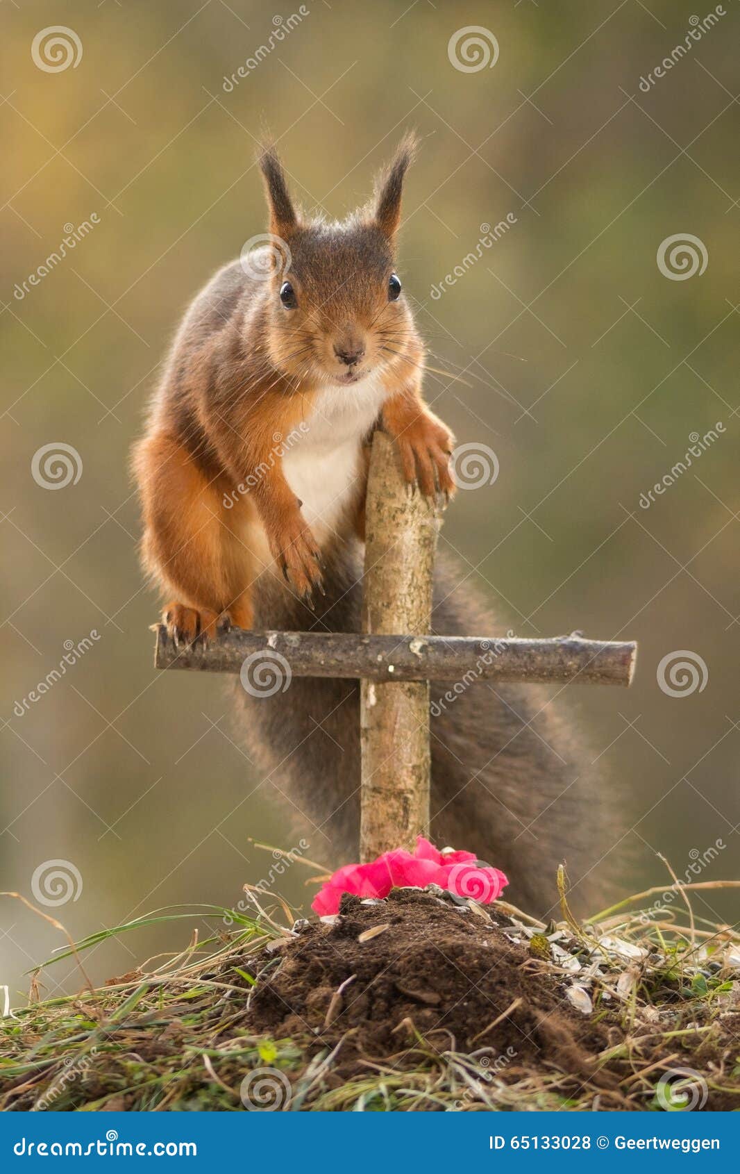 Funeral stock photo. Image of light, mammal, happy, funeral - 65133028