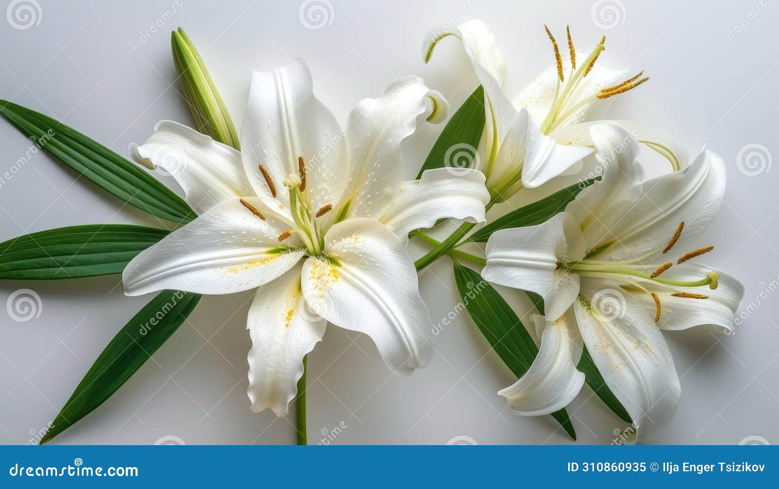 Funeral Lily on White Background with Ample Space for Text Placement ...