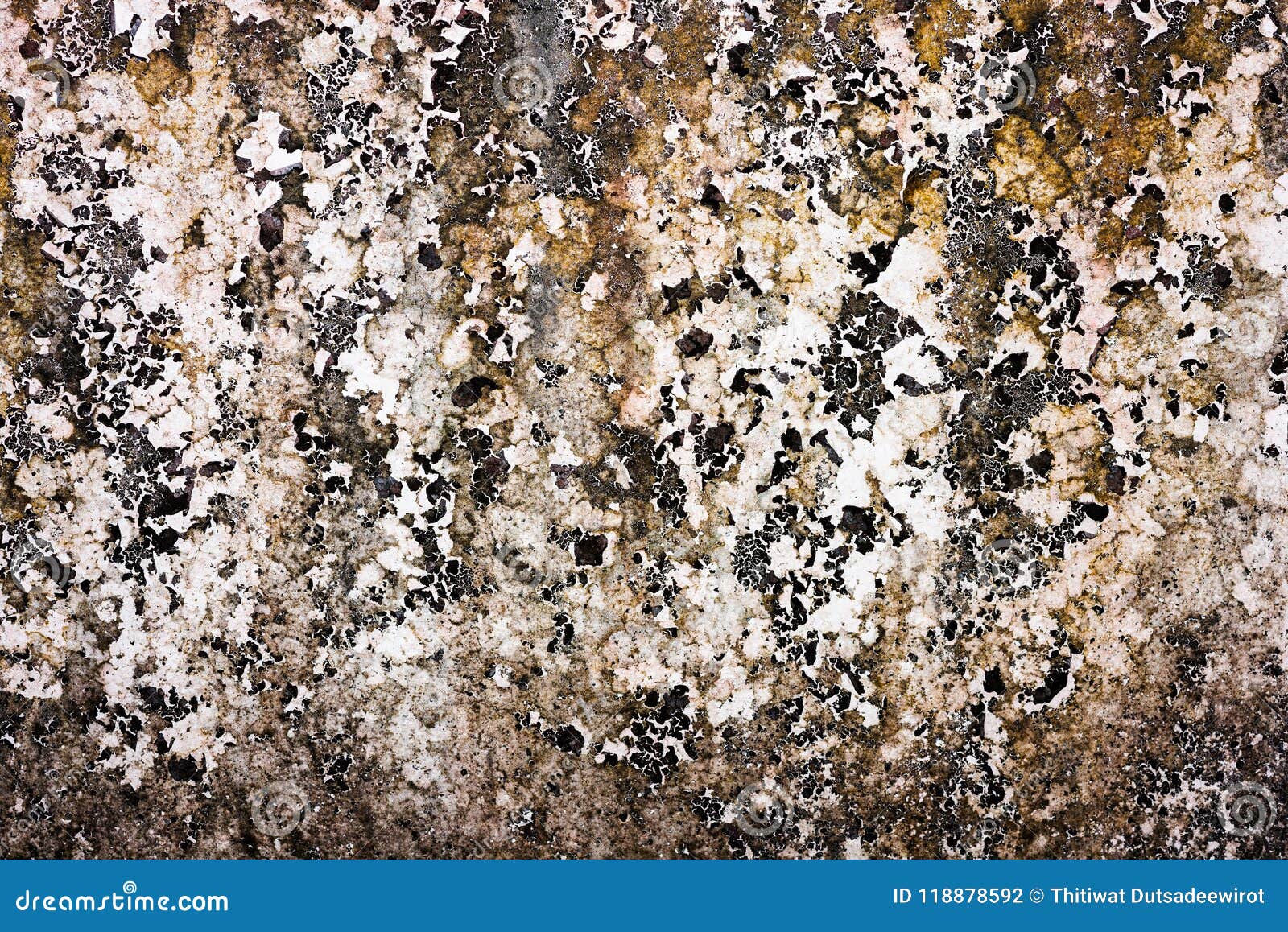 Fungal cell wall stock photo. Image of dirty, damage - 118878592