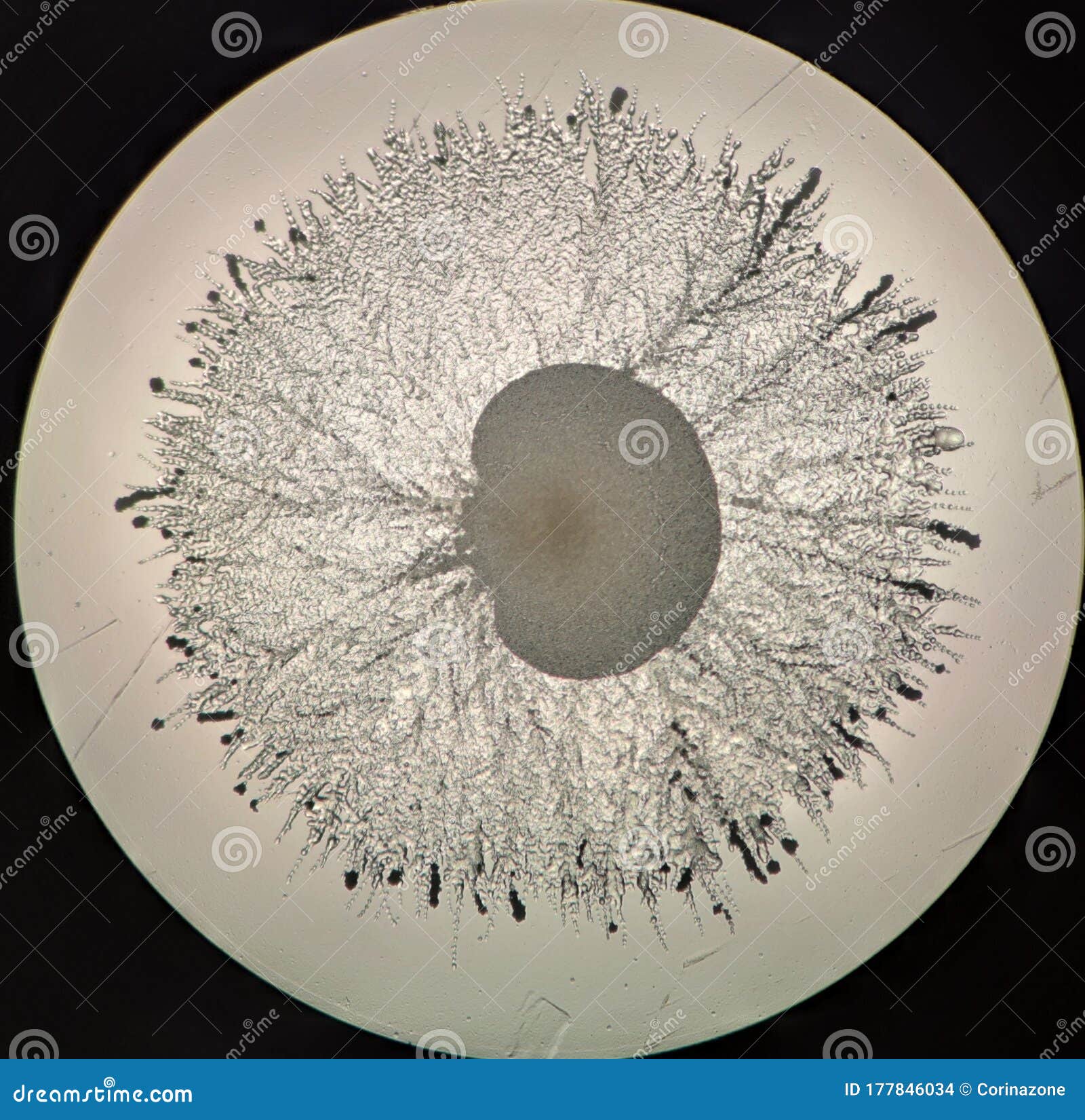 Fungal colony microscopy stock photo. Image of growth - 177846034