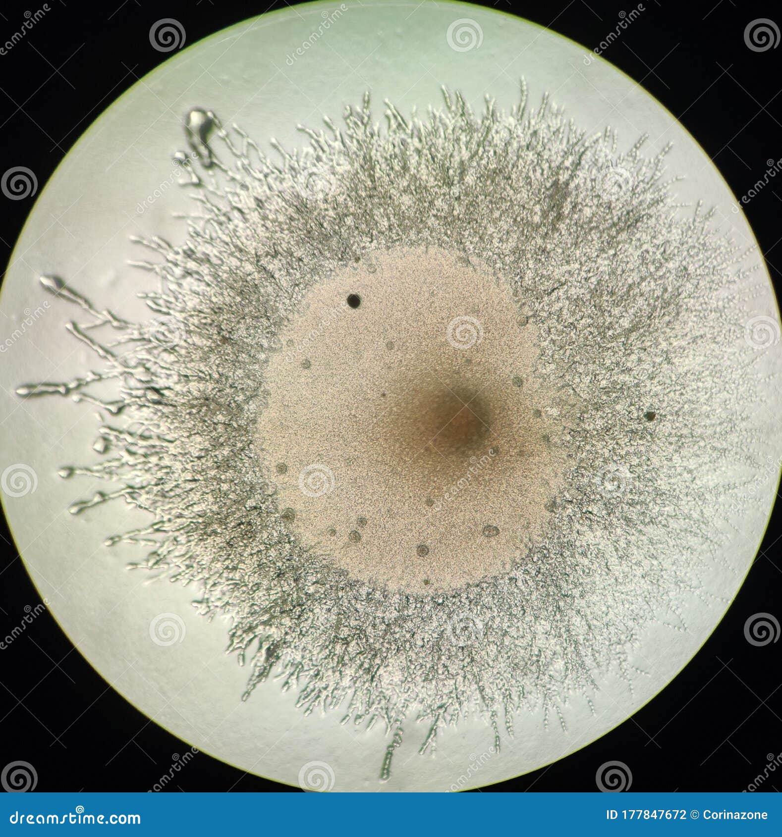 Fungal Colony Under the Microscope Stock Photo - Image of fungi, mold ...