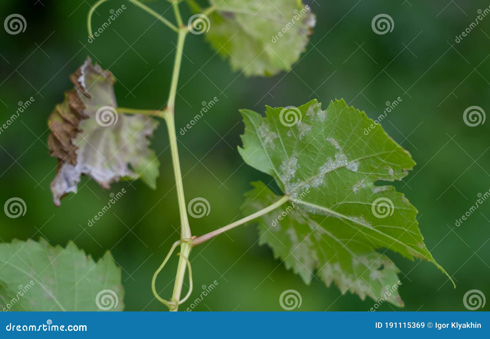 A Fungal Disease of Downy Mildew on Grapes, the Affected Leaves Stock ...