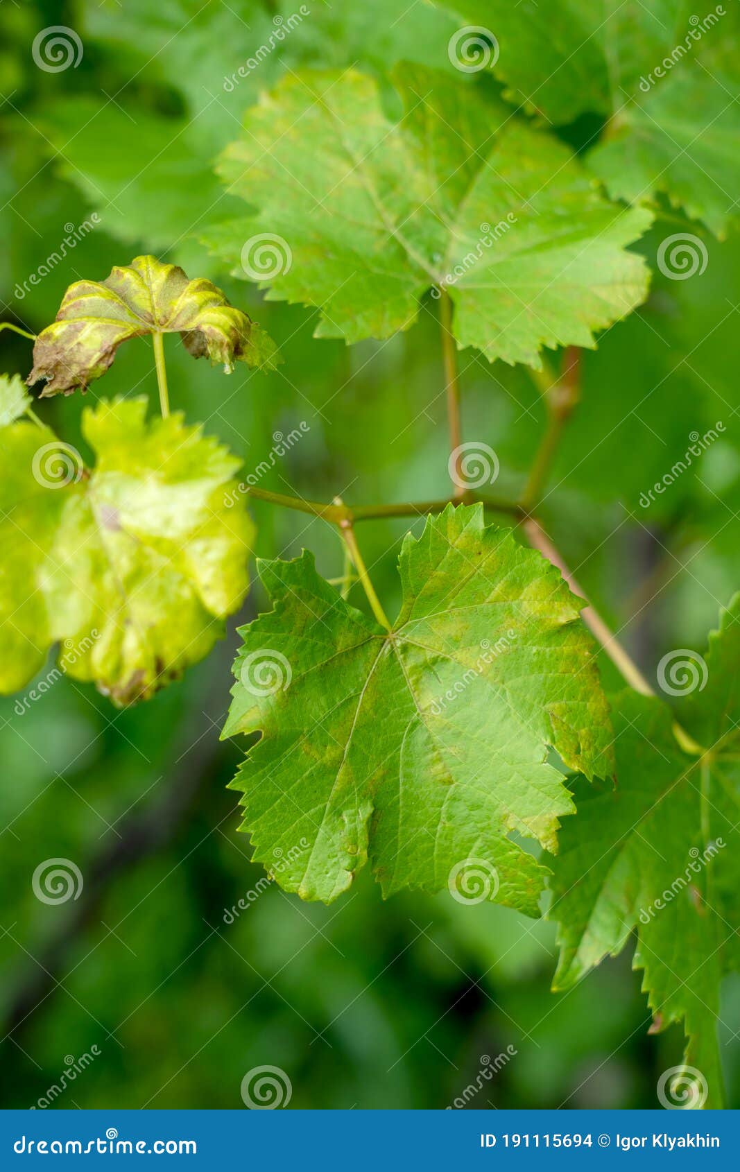 A Fungal Disease of Downy Mildew on Grapes, the Affected Leaves Stock ...