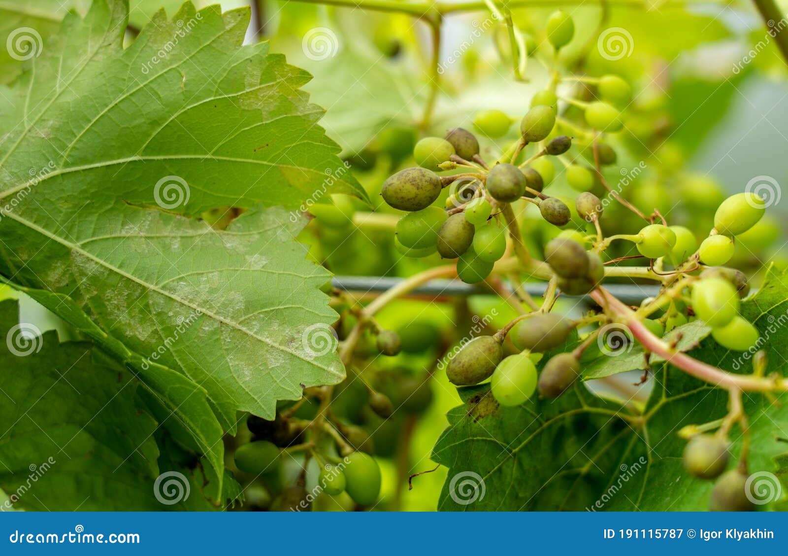 A Fungal Disease of Downy Mildew on Grapes, the Affected Leaves Grapes ...