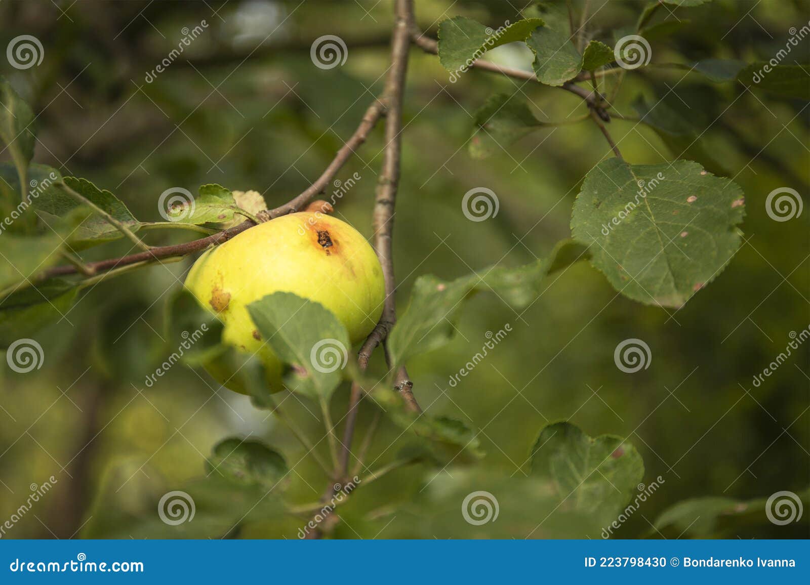 Fungal Disease Scab on Apple Fruit on Tree Branch Stock Photo - Image ...