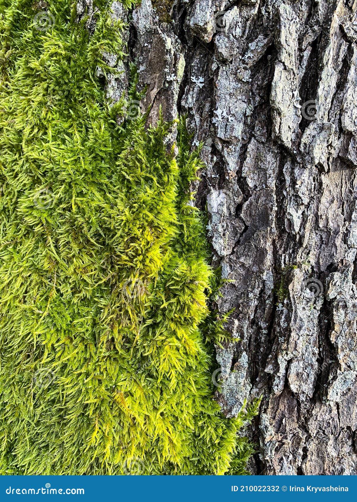 Fungal Diseases, Moss on Bark and Tree Branches Stock Photo - Image of ...