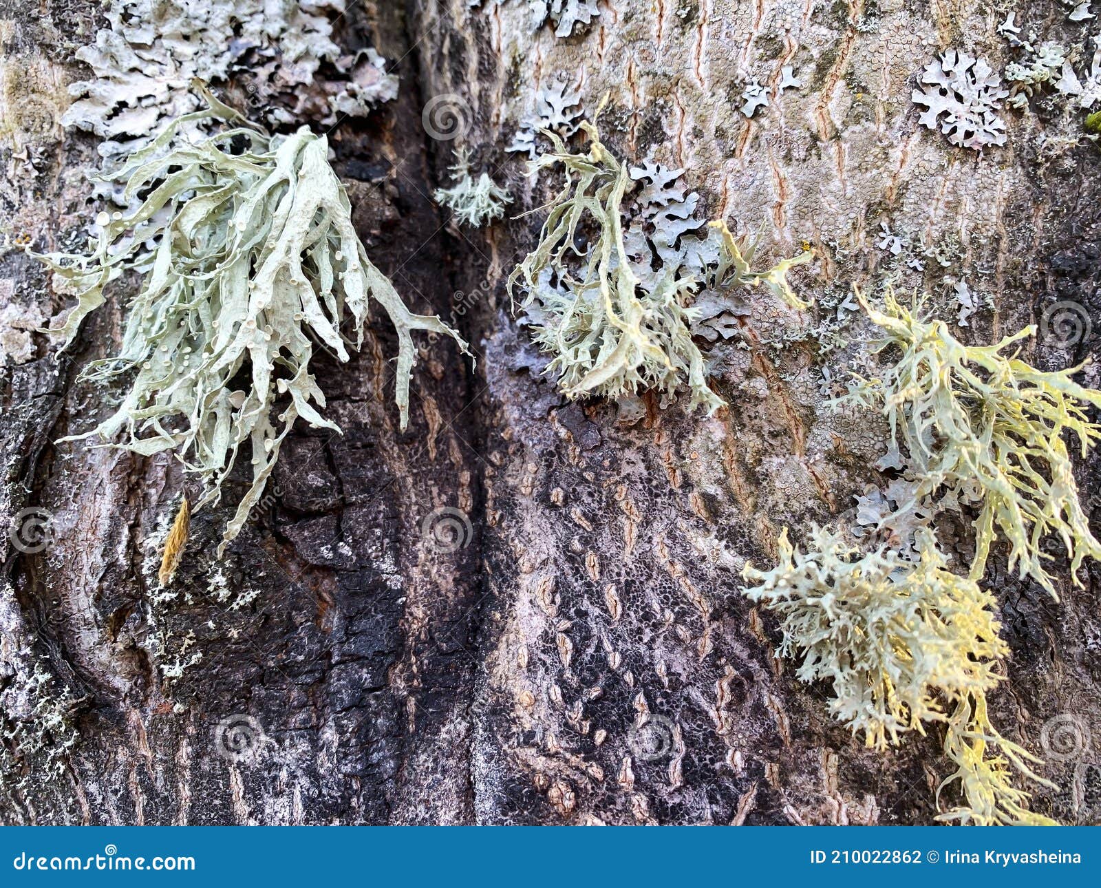 Fungal Diseases, Moss on Bark and Tree Branches Stock Photo - Image of ...