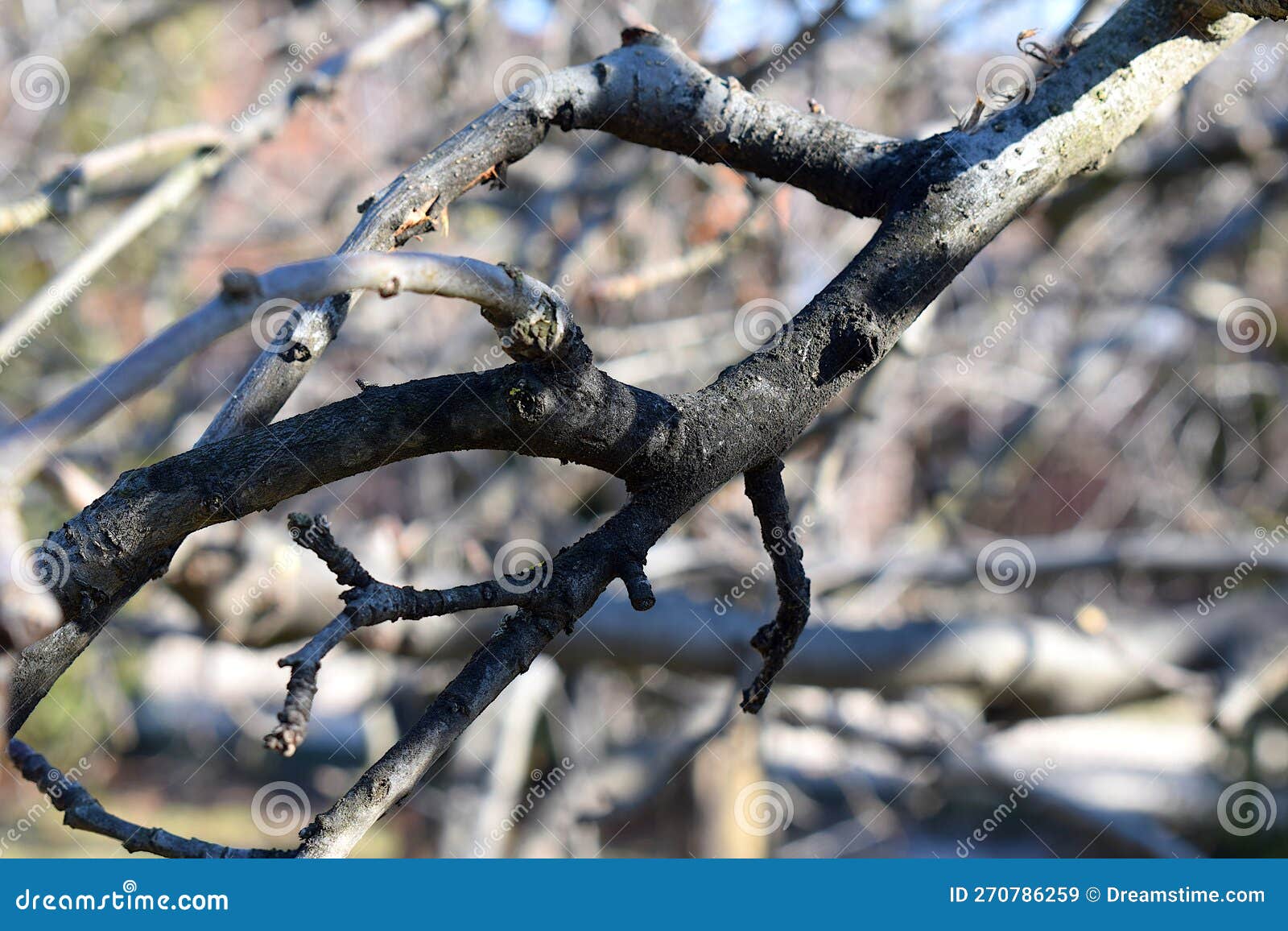 Fungal Diseases on a Tree Branch Stock Image - Image of colorful ...