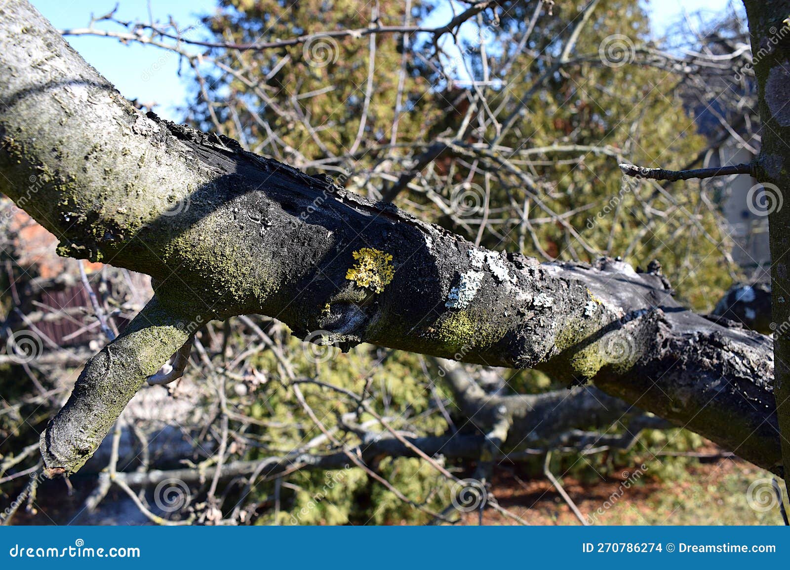 Fungal Diseases on a Tree Branch Stock Photo - Image of bark, ecosystem ...