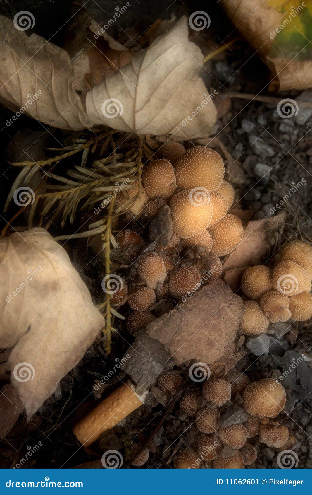 Fungal at forest ground stock image. Image of drug, botany - 11062601