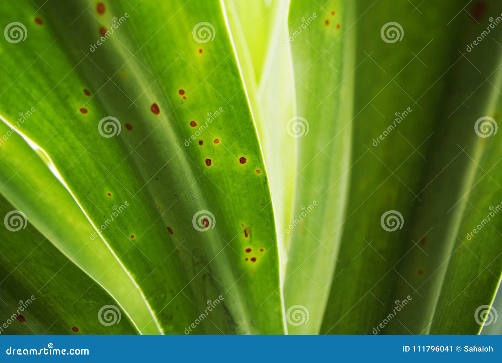 Fungal leaf spot in tree stock image. Image of green - 111796041