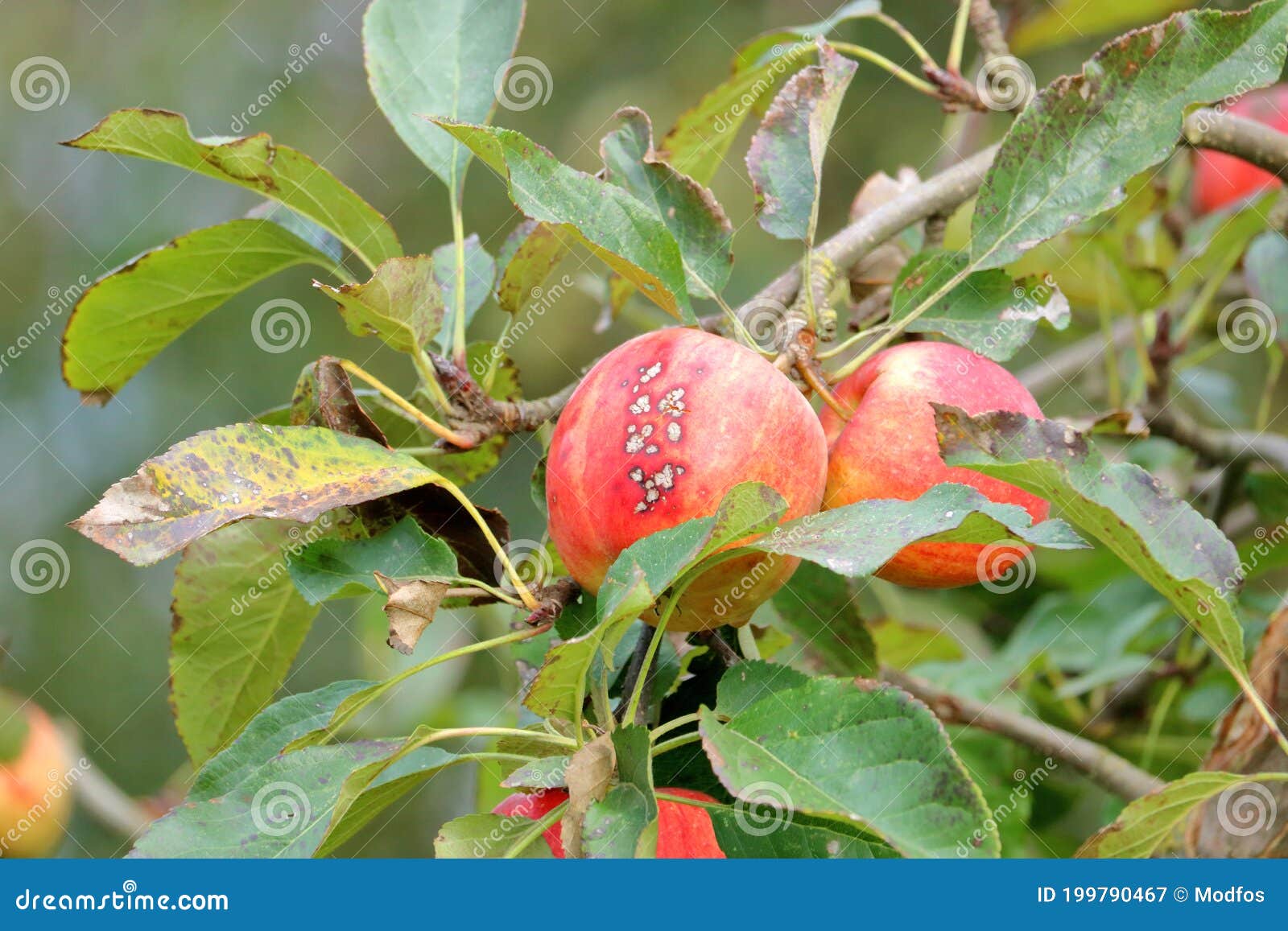 Fungal Spore Producing Structures Called Pycnidia Stock Image - Image ...