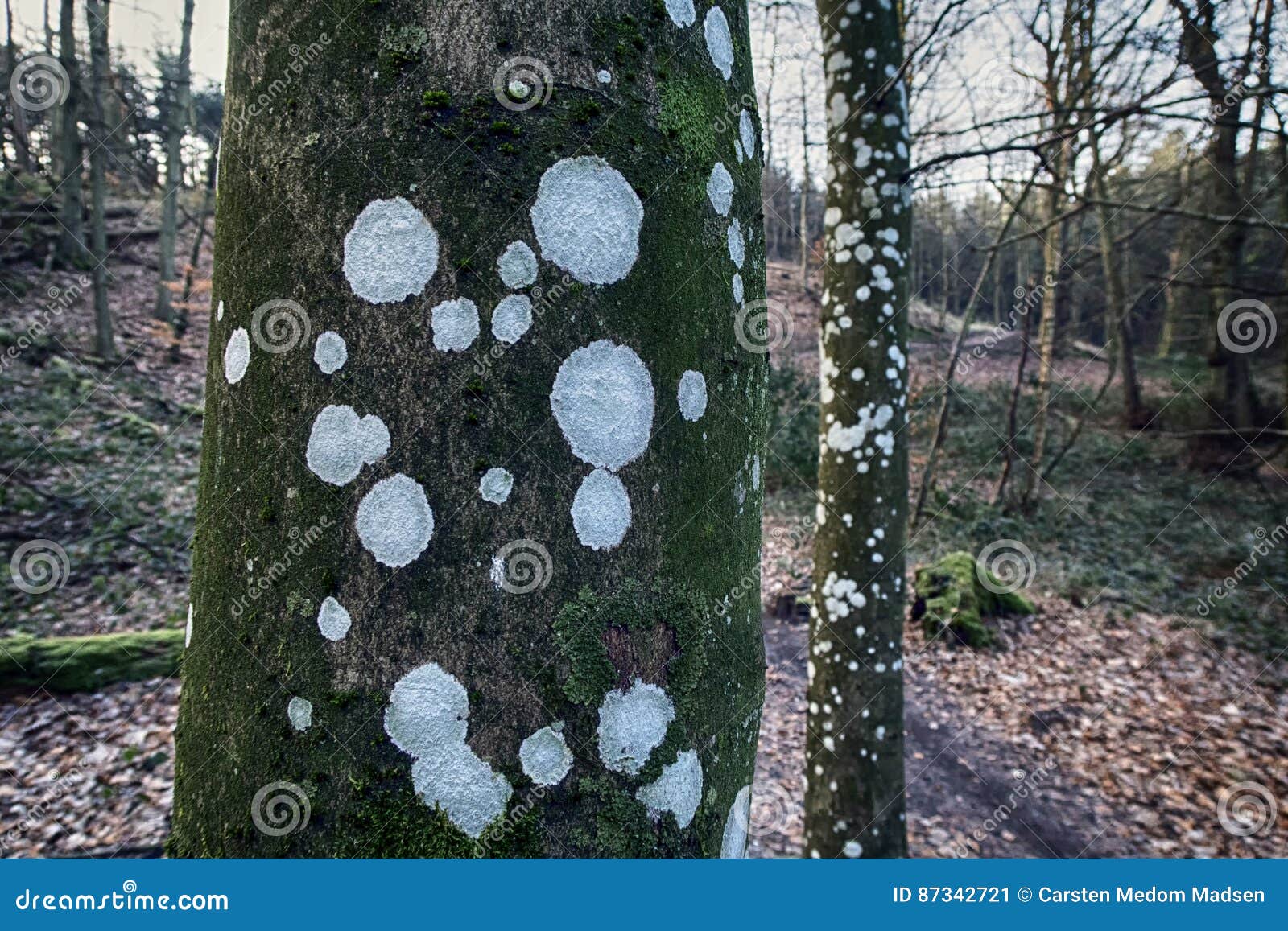 Fungal stains on tree stock image. Image of beech, bright - 87342721