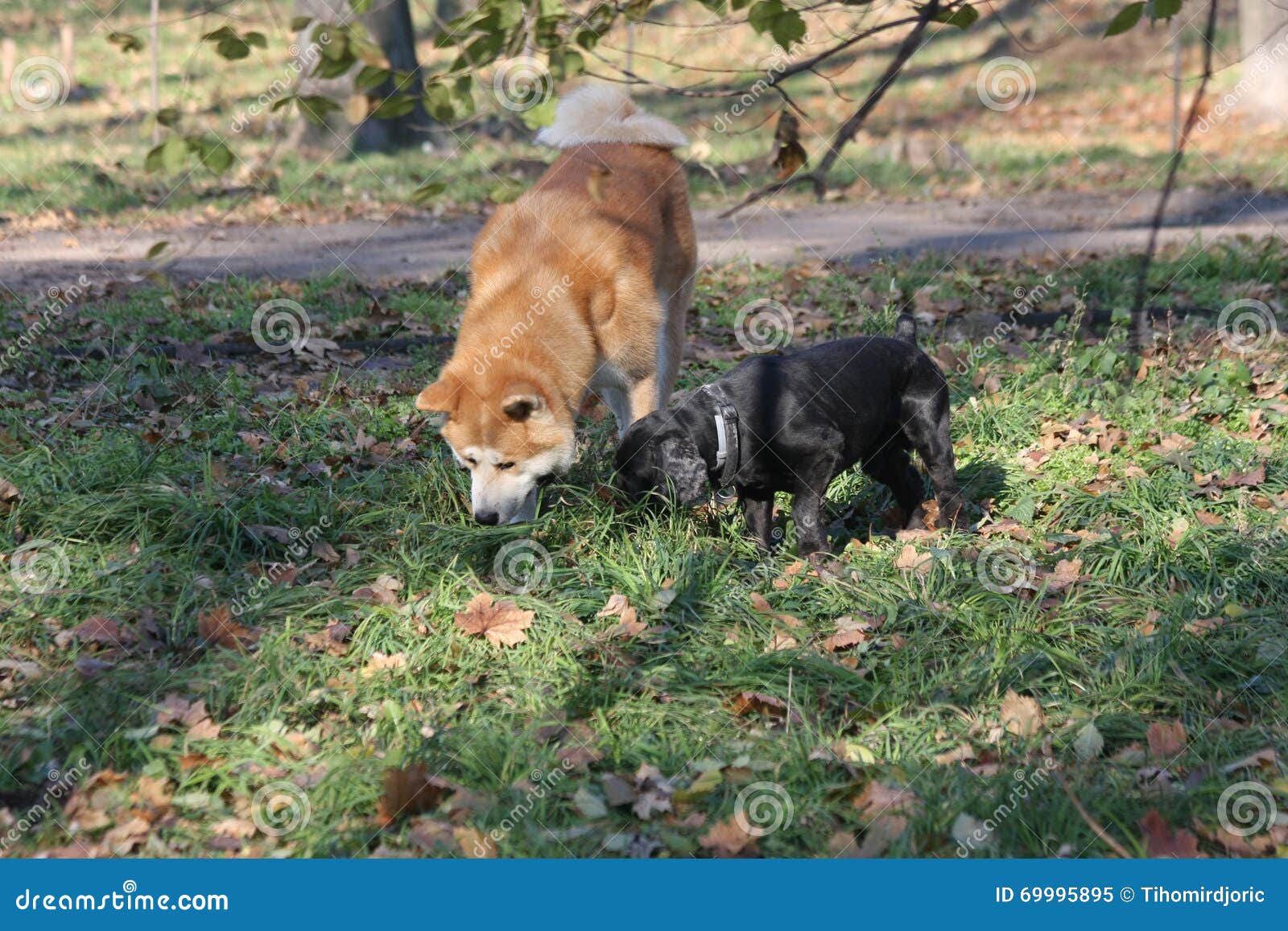 Fungar comum na grama imagem de stock. Imagem de corajoso - 69995895
