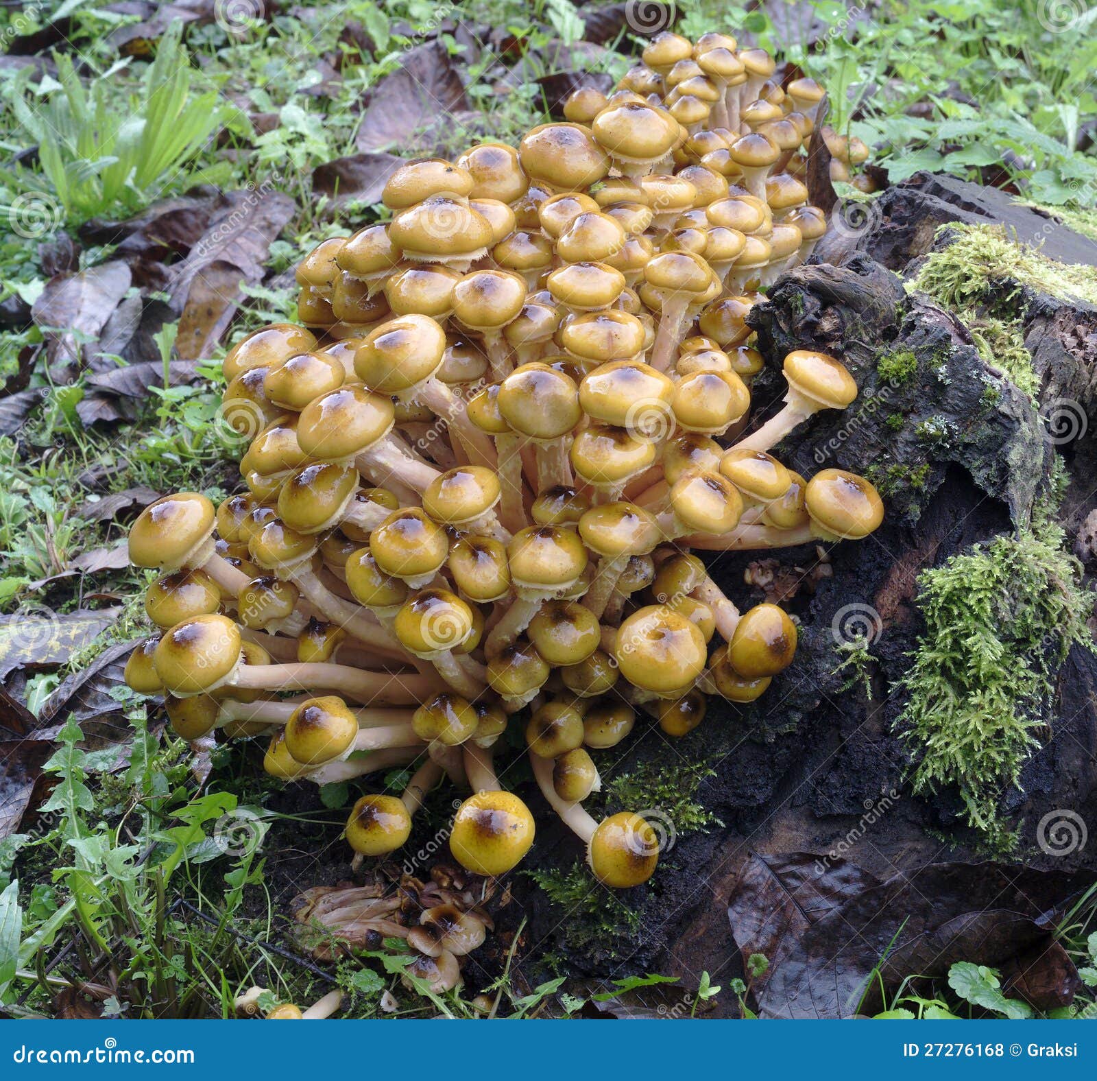 Funghi stock photo. Image of little, rain, outside, macopy - 27276168