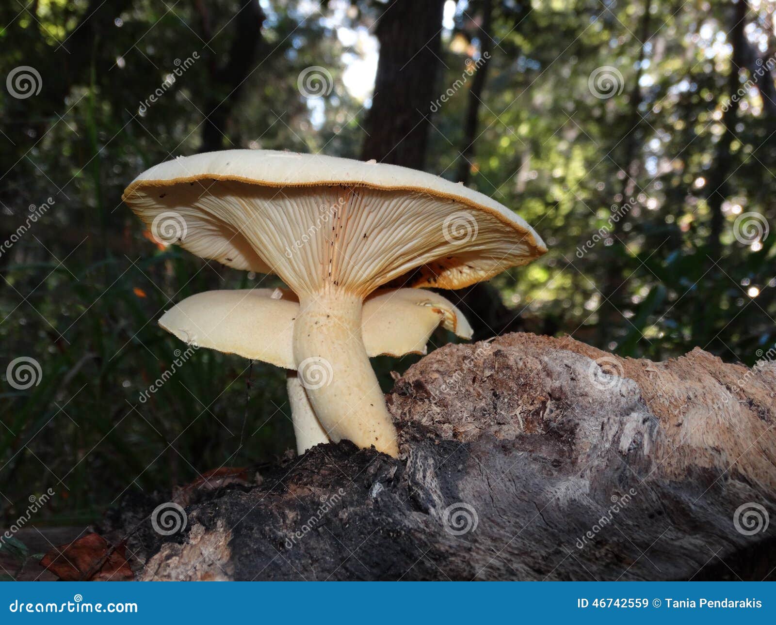 Funghi Bianchi Di Polypore Che Crescono Su Un Ceppo Immagine Stock ...