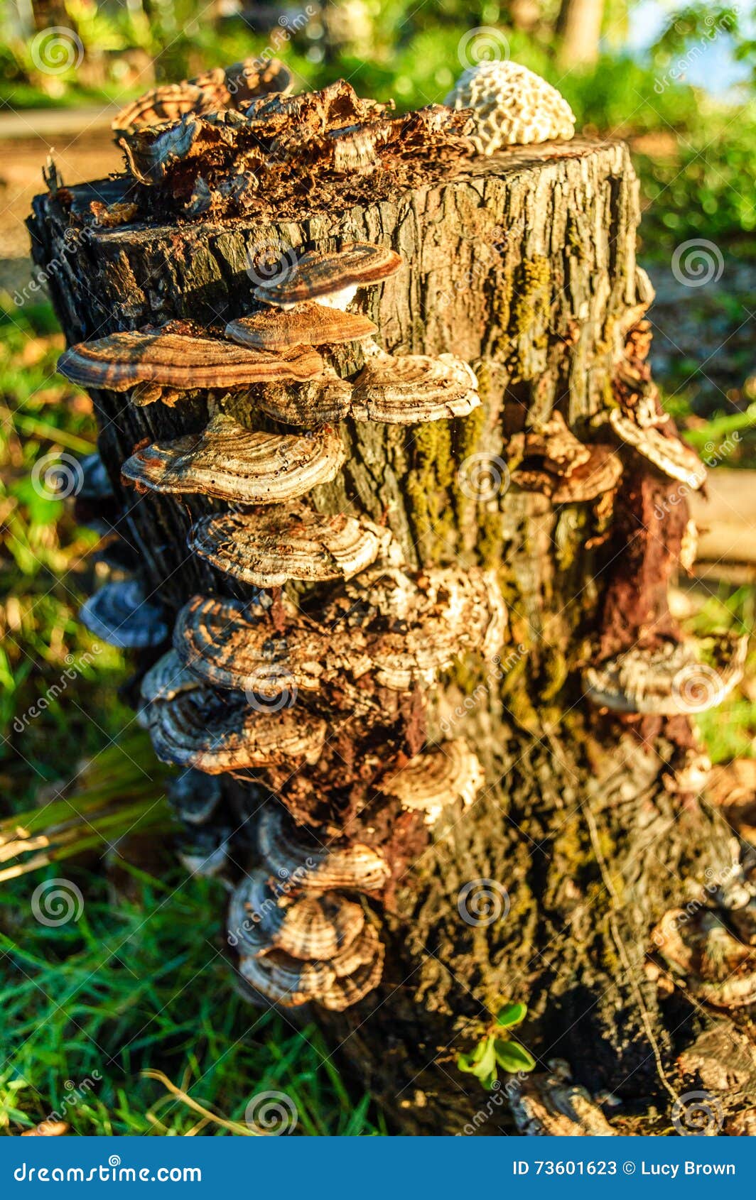 Funghi Che Crescono Sul Ceppo Di Albero Immagine Stock - Immagine di ...