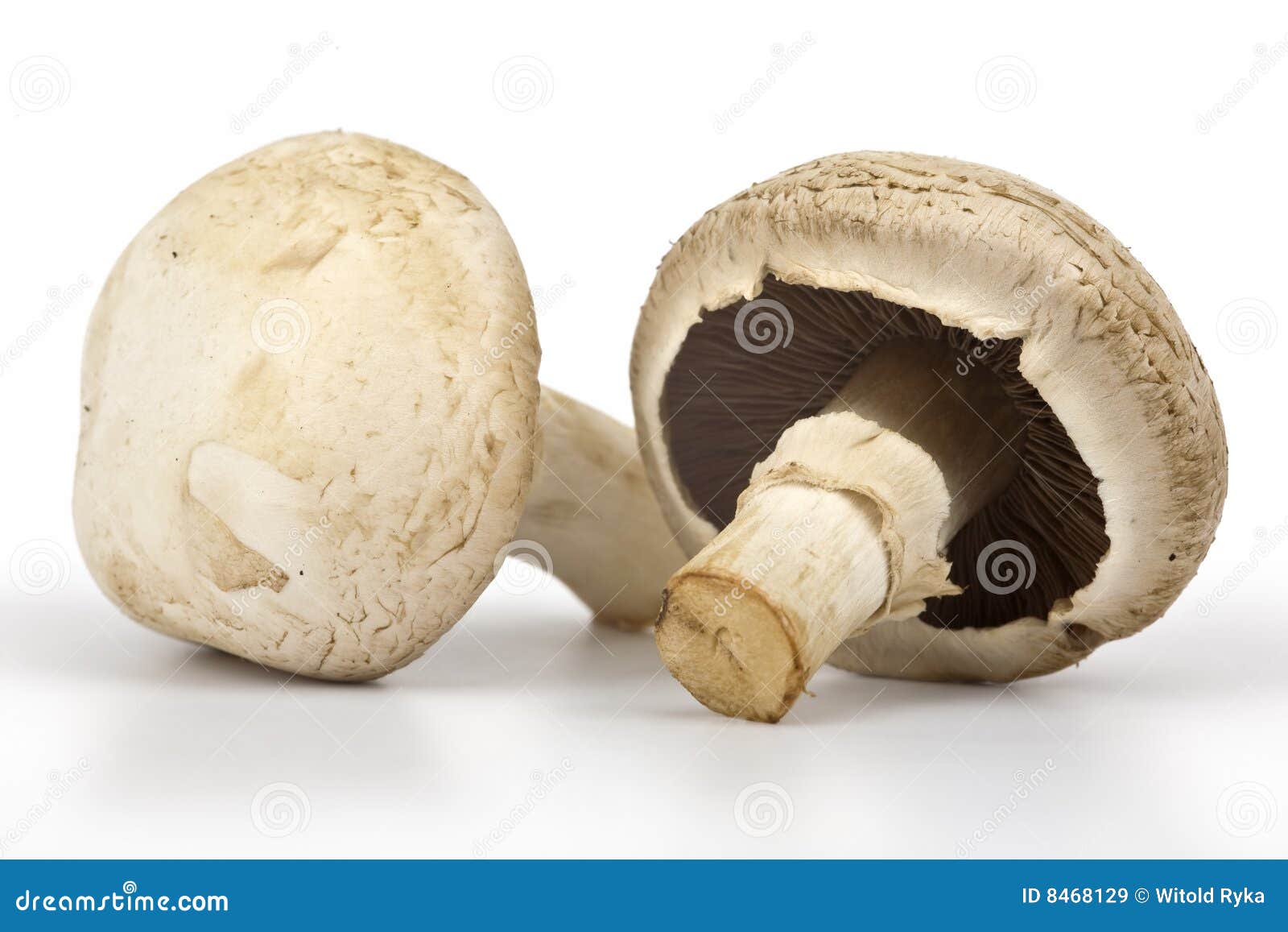 Funghi comuni immagine stock. Immagine di bianco, consumo - 8468129