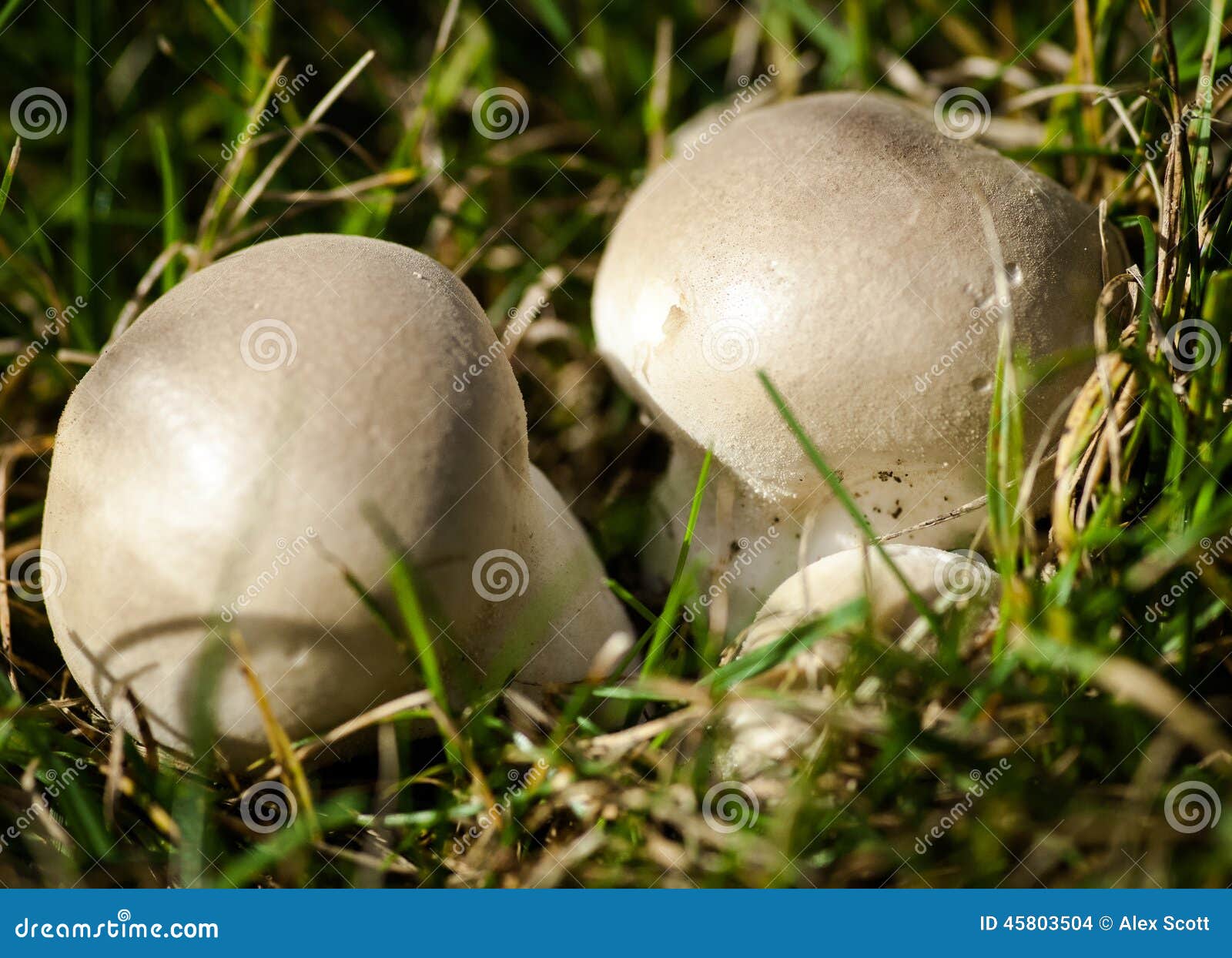 Funghi Comuni Del Palloncino Fotografia Stock - Immagine di dentifolo ...