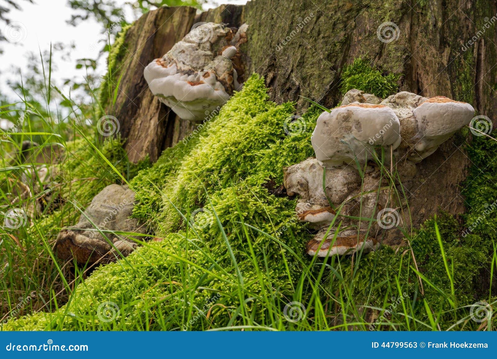 Funghi Dal Lato Del Ceppo Di Albero Immagine Stock - Immagine di ...