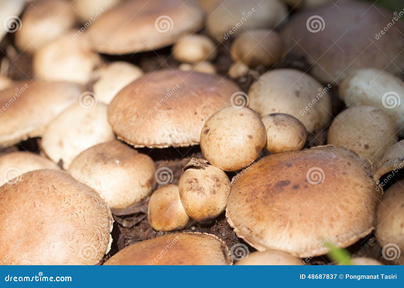 Funghi Dei Funghi Prataioli Immagine Stock - Immagine di dell, campo ...