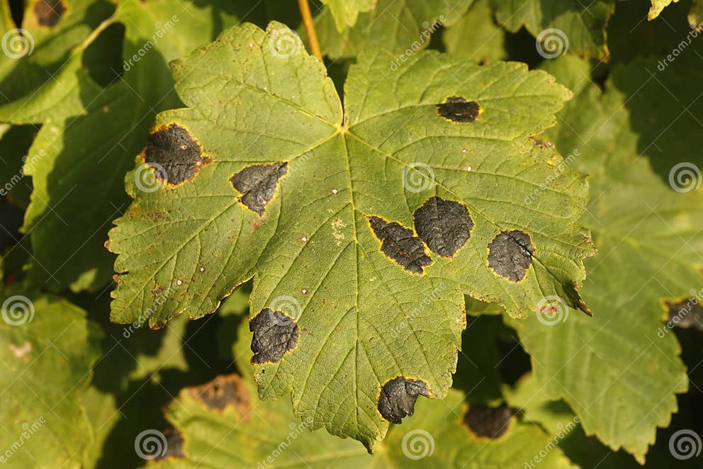 Funghi Del Punto Del Catrame Immagine Stock - Immagine di catrame ...