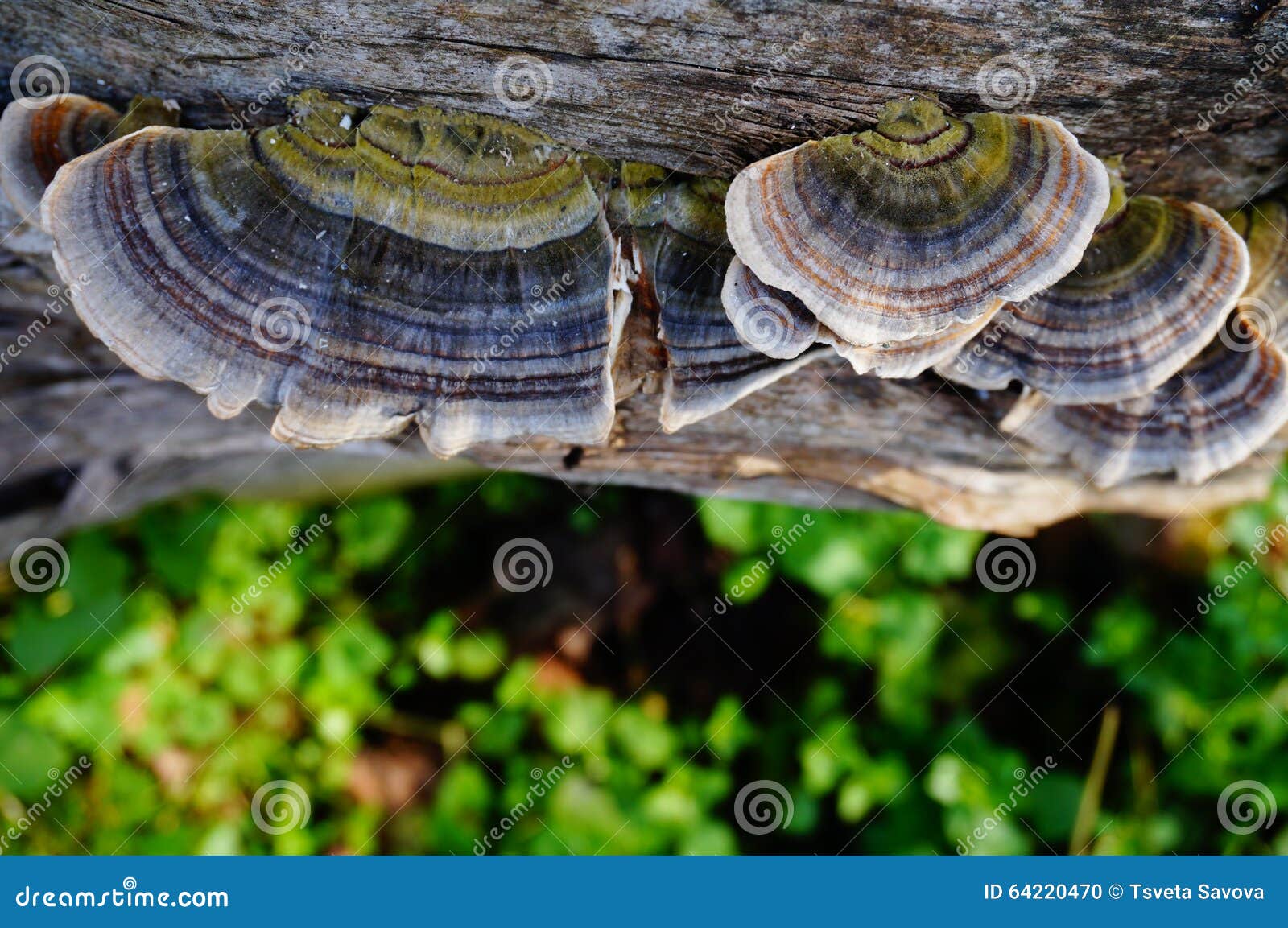 Funghi Dell'albero Su Un Ceppo Fotografia Stock - Immagine di funghi ...