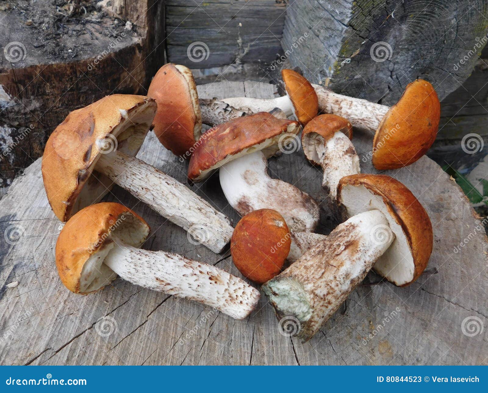 Funghi Di Aspen Su Un Ceppo Immagine Stock - Immagine di fungo, funghi ...