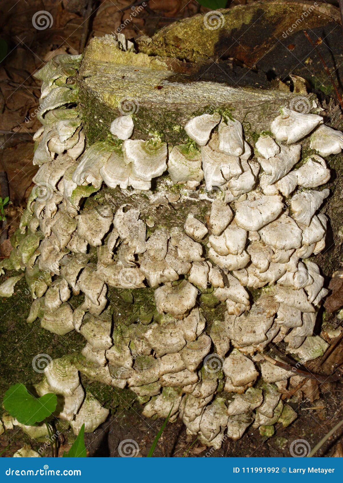 Funghi Di Polypore Su Un Vecchio Ceppo Di Decomposizione Fotografia ...