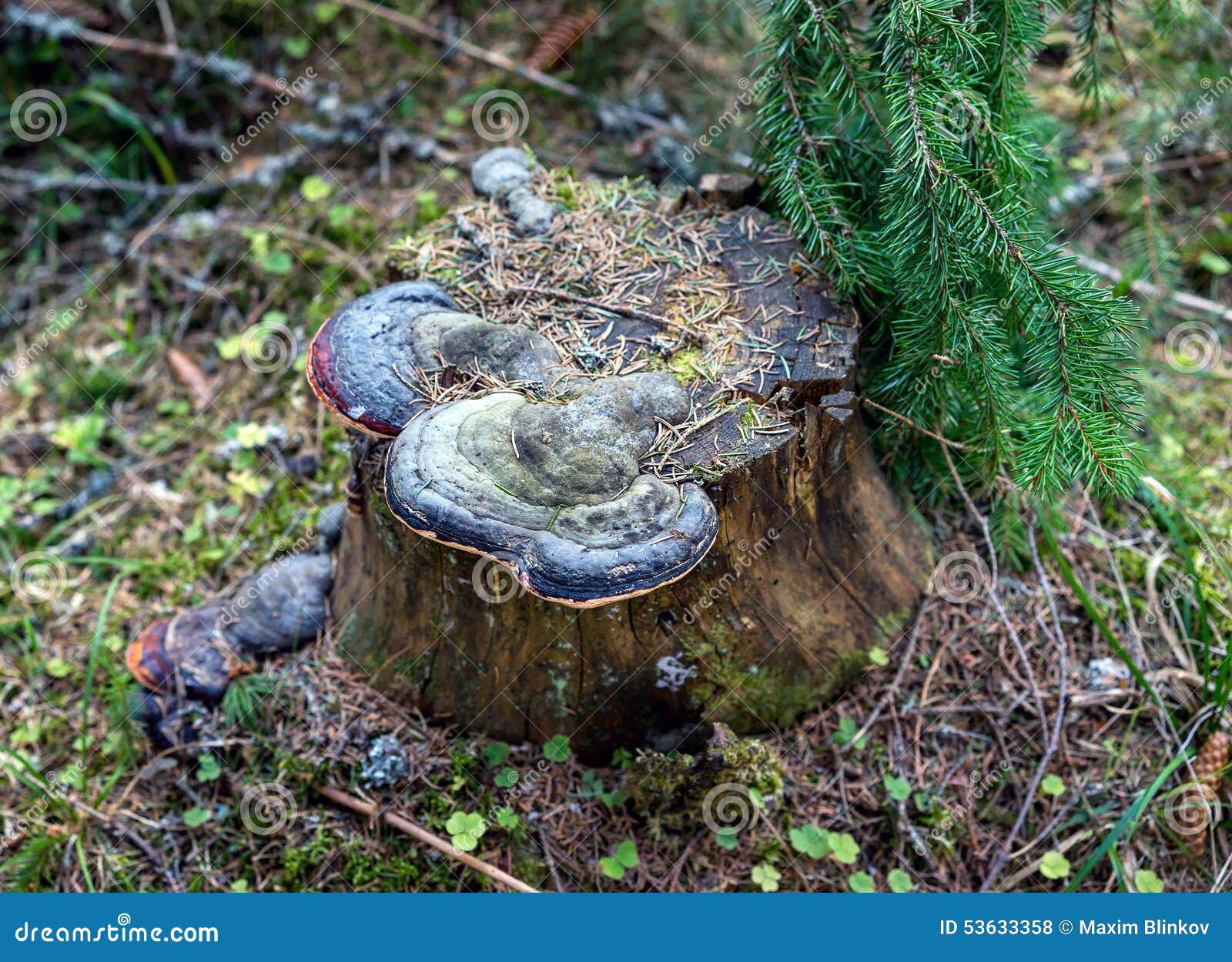 Funghi Di Polypore Sul Ceppo Fotografia Stock - Immagine di cappello ...