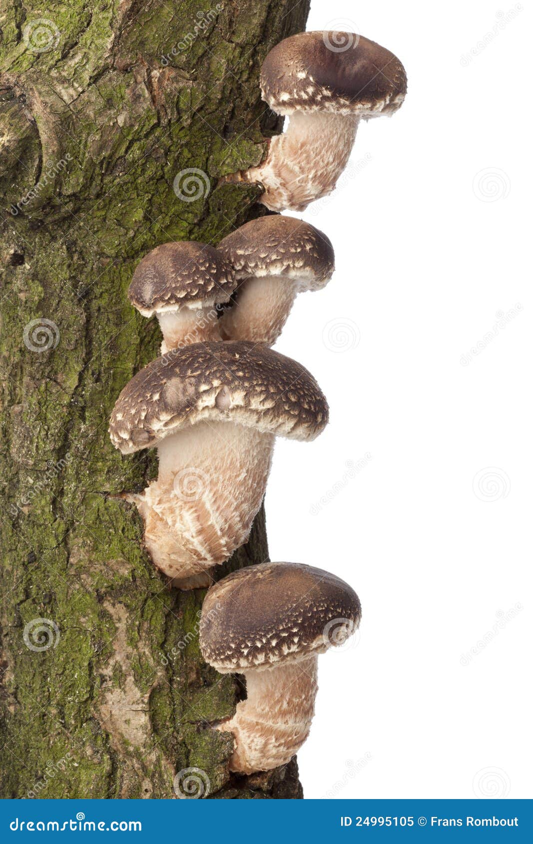 Funghi Di Shiitake Che Crescono Su Un Albero Immagine Stock - Immagine ...