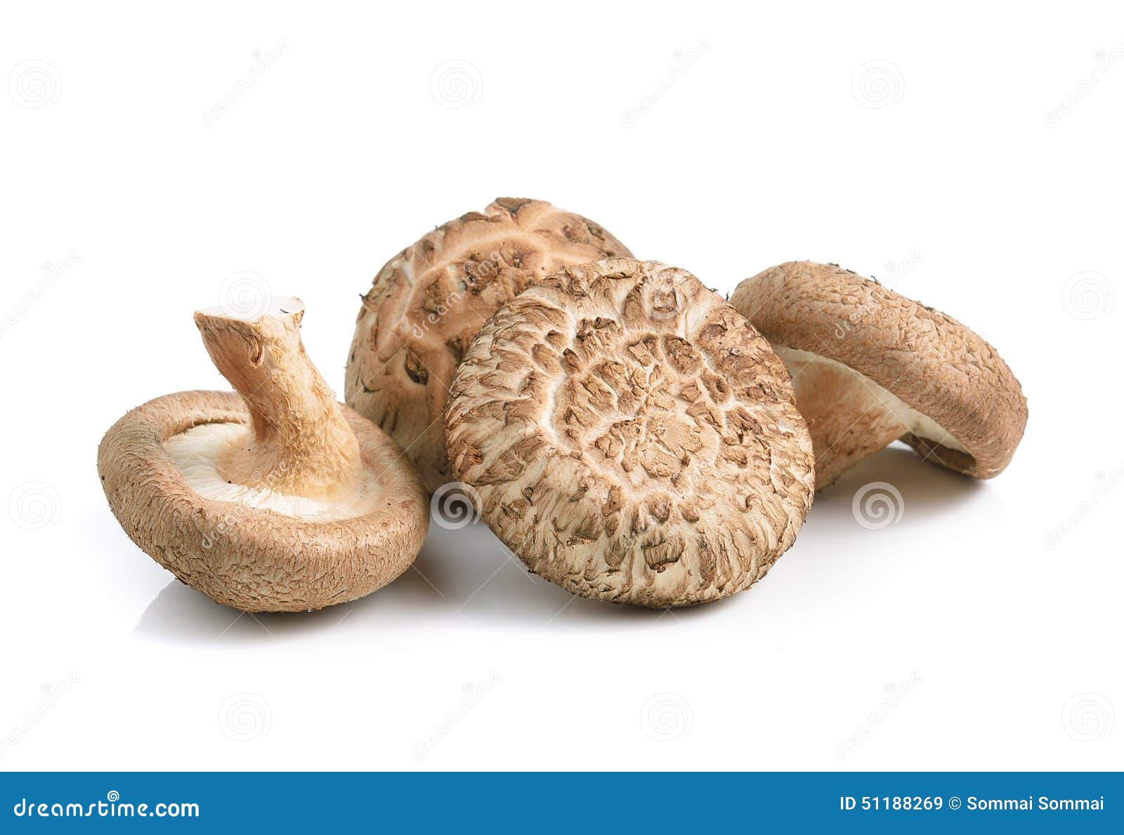 Funghi Di Shiitake Su Fondo Bianco Immagine Stock - Immagine di fresco ...