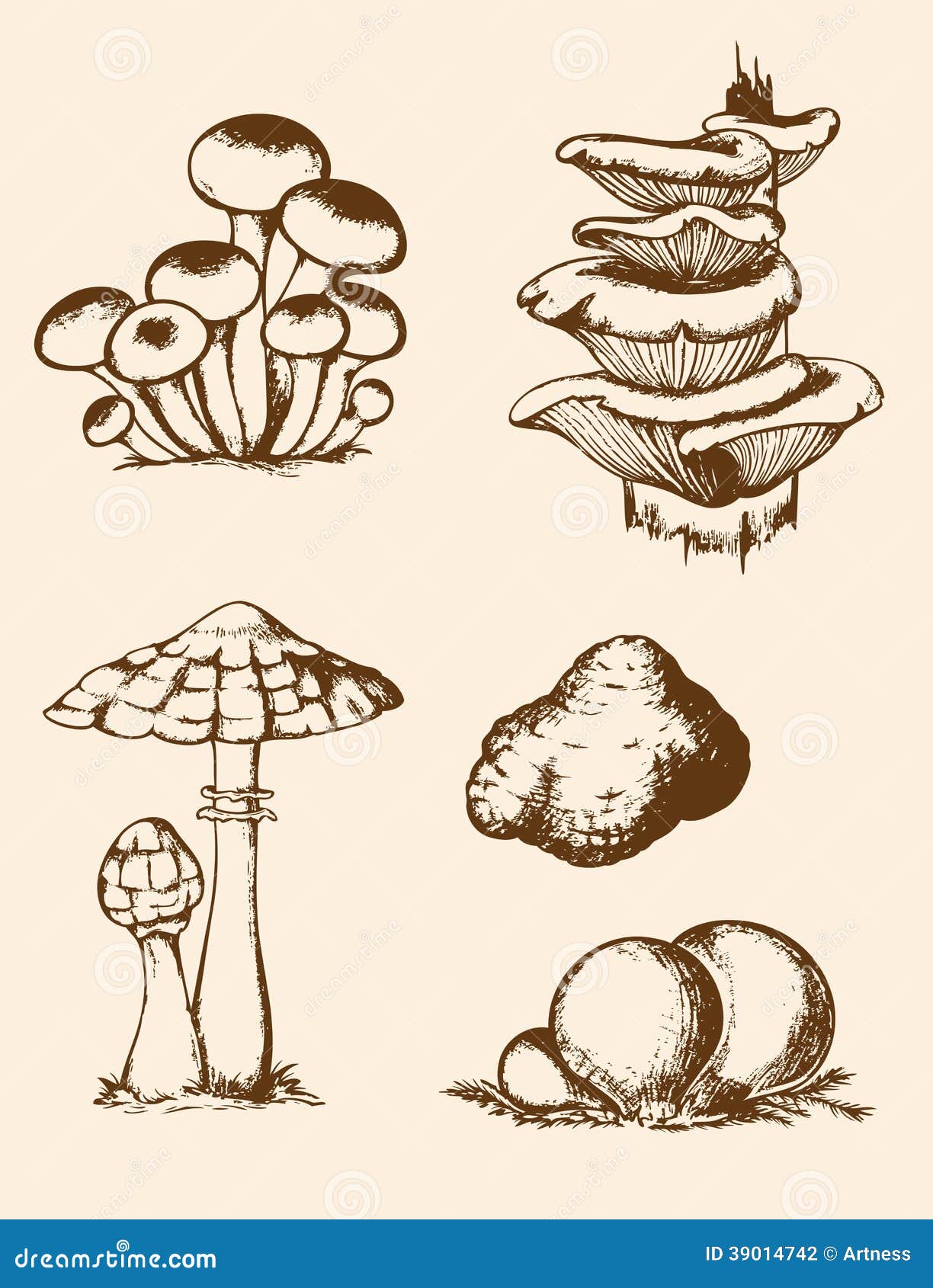 Funghi Disegnati a Mano D'annata Della Foresta Illustrazione Vettoriale ...