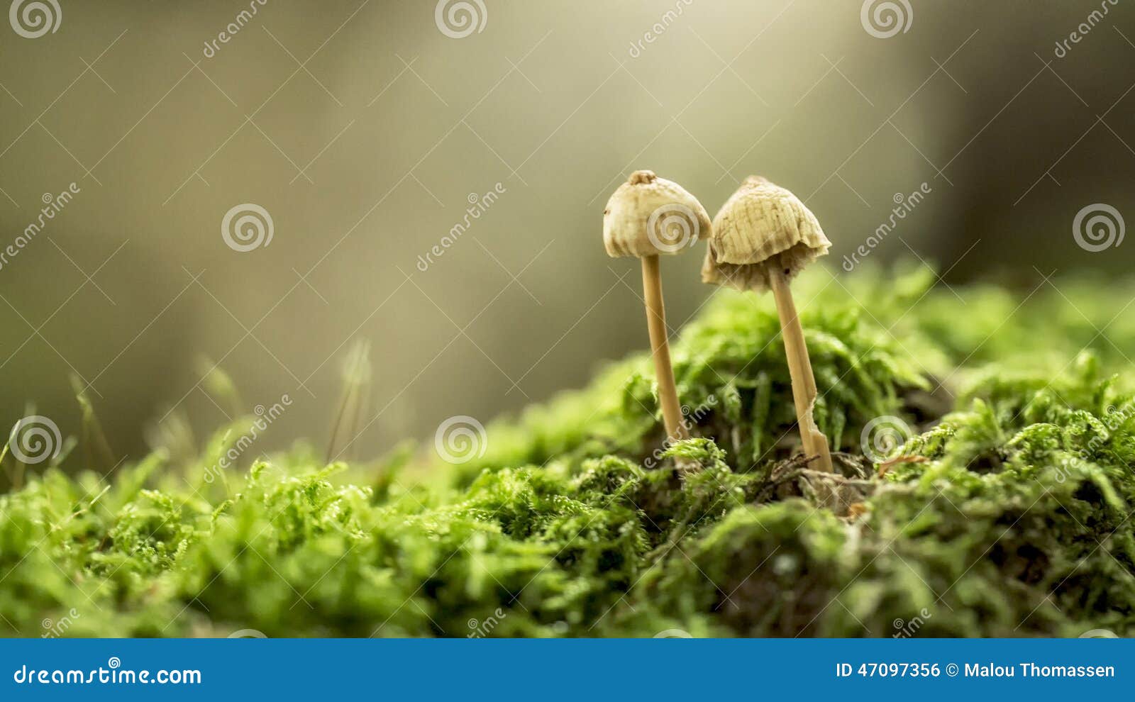 Funghi in the forest stock photo. Image of macro, inedible - 47097356