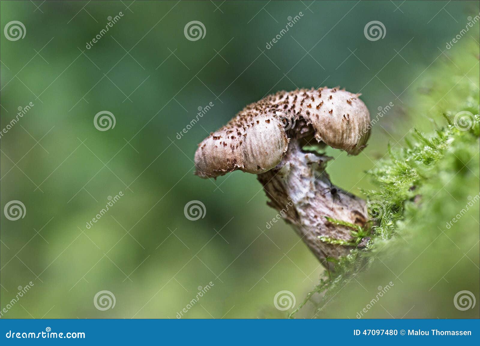 Funghi in the forest stock photo. Image of fairy, agaric - 47097480