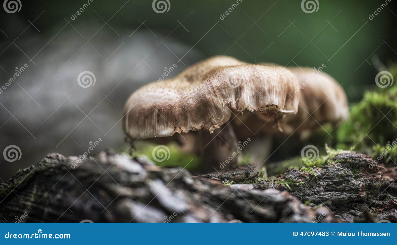 Funghi in the forest stock image. Image of fairy, agaric - 47097483