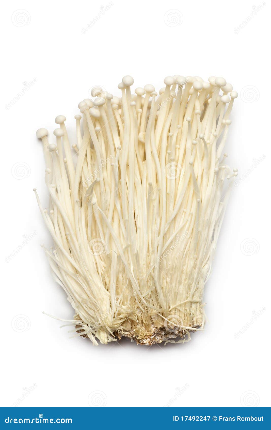 Funghi freschi di Enoki immagine stock. Immagine di alimento - 17492247