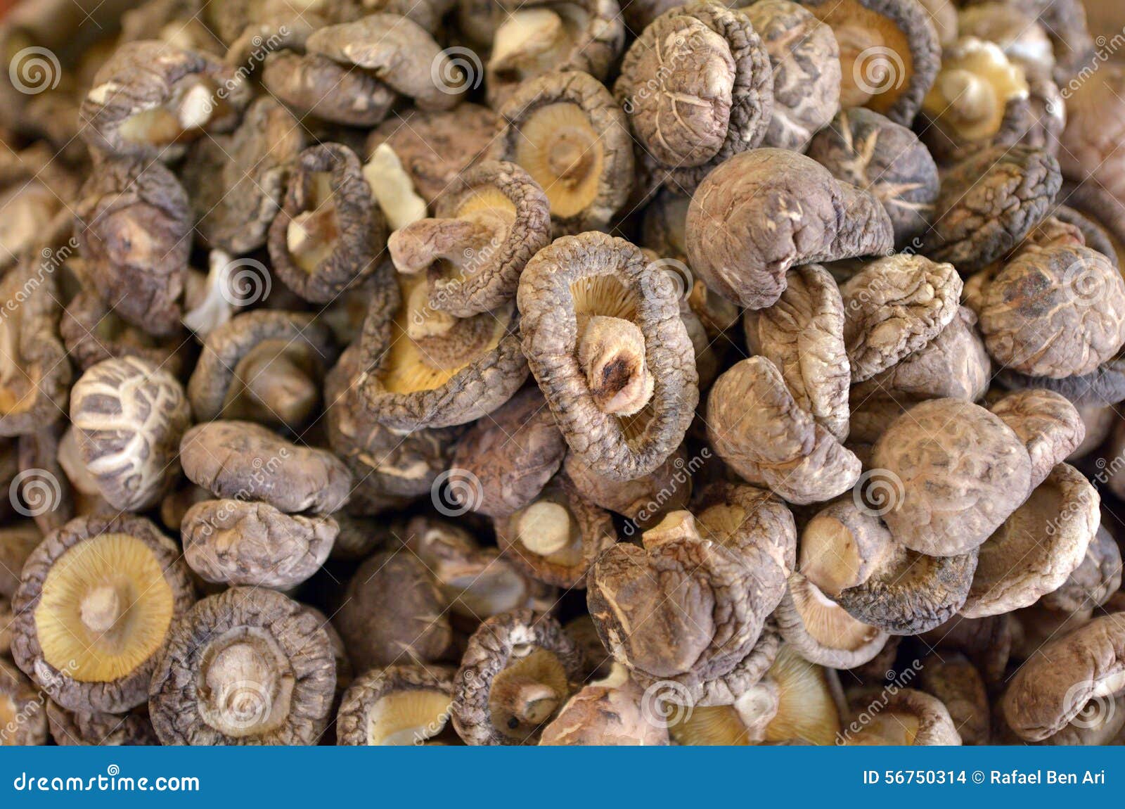 Funghi Neri Cinesi - Shiitake Fotografia Stock - Immagine di secco ...