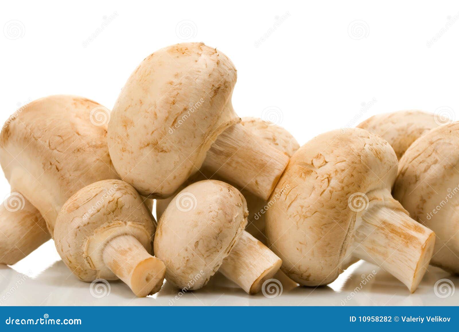 Funghi prataioli fotografia stock. Immagine di mucchio - 10958282