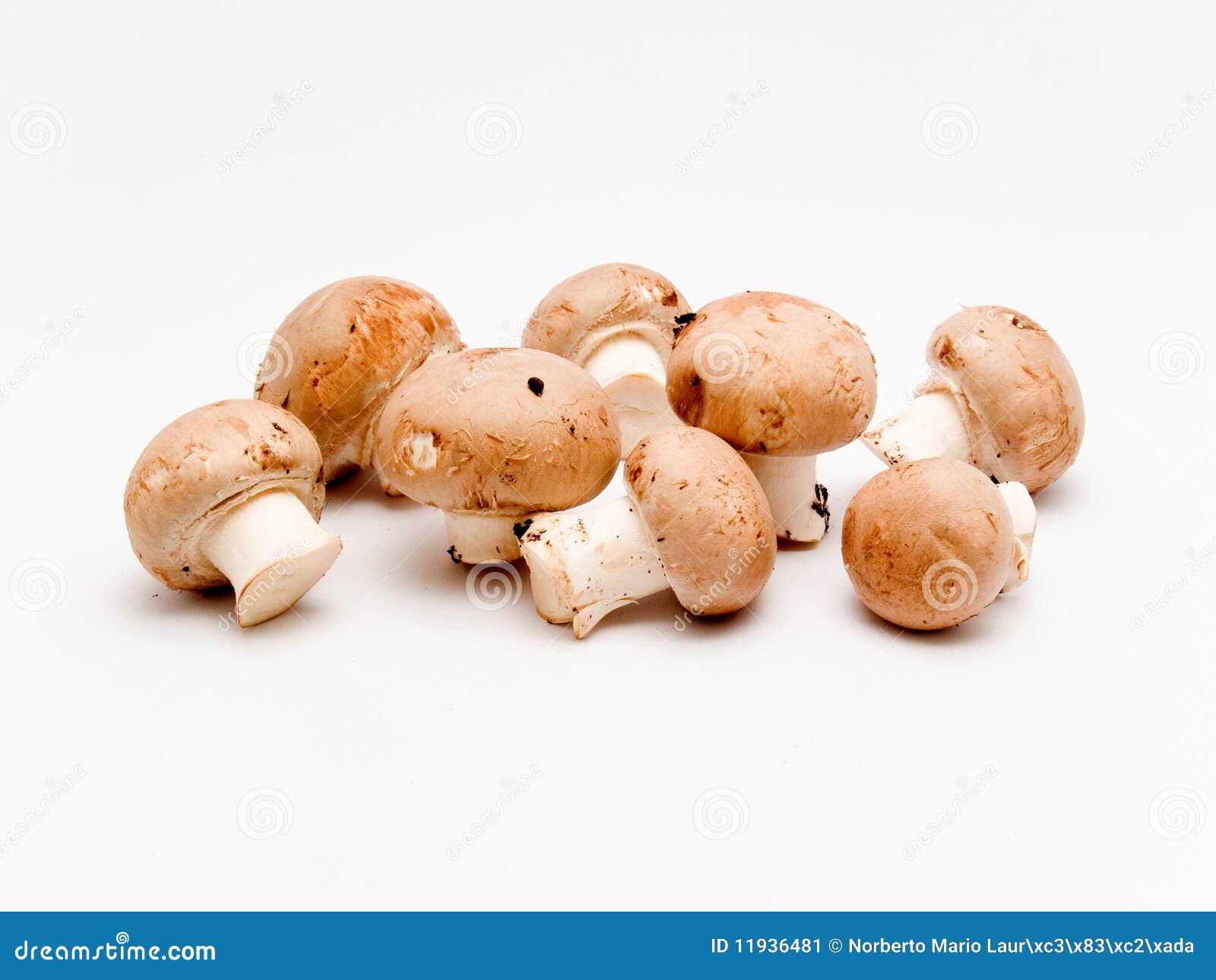 Funghi prataioli immagine stock. Immagine di ingredienti - 11936481