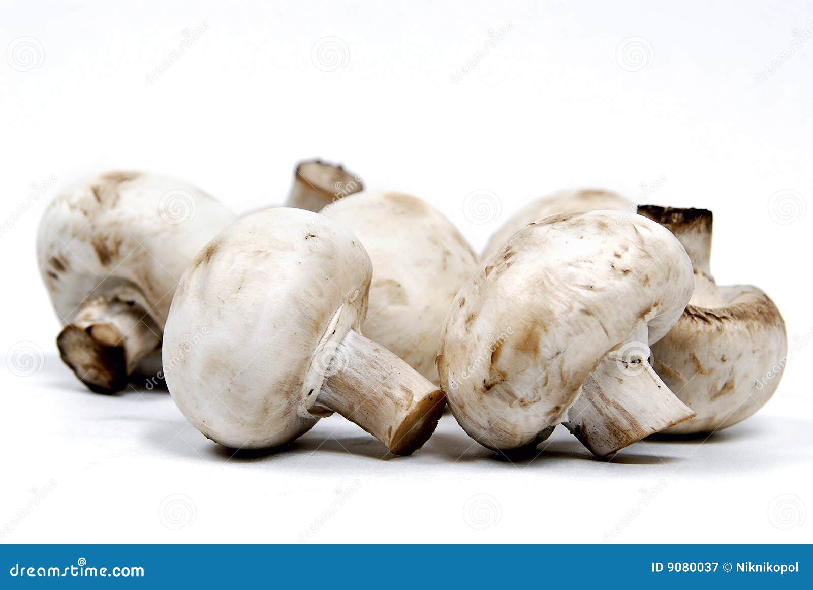 Funghi prataioli immagine stock. Immagine di sfondo, fresco - 9080037