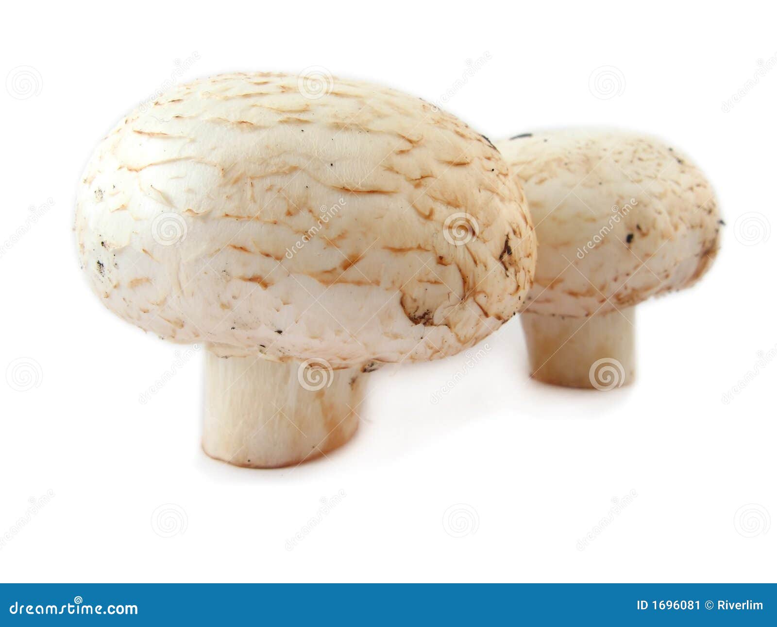 Funghi prataioli freschi immagine stock. Immagine di salute - 1696081