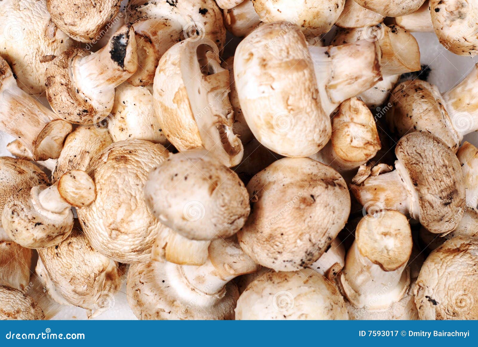 Funghi prataioli grezzi immagine stock. Immagine di organico - 7593017