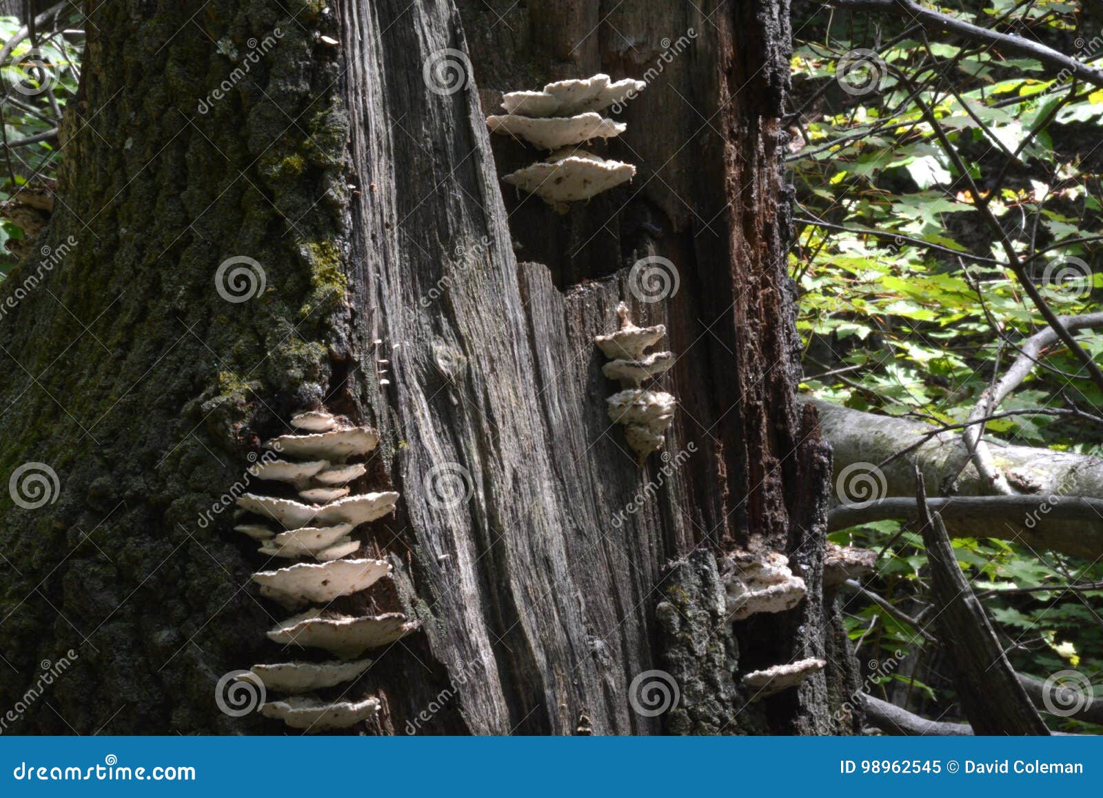 Funghi Sul Ceppo Di Decomposizione Immagine Stock - Immagine di ...