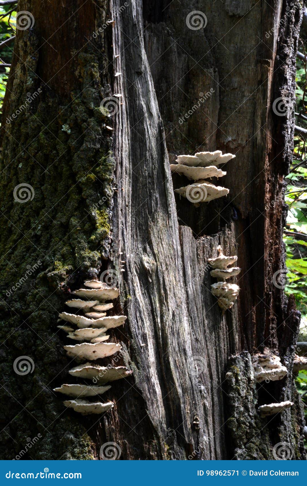 Funghi Sul Ceppo Di Decomposizione Immagine Stock - Immagine di aiuto ...