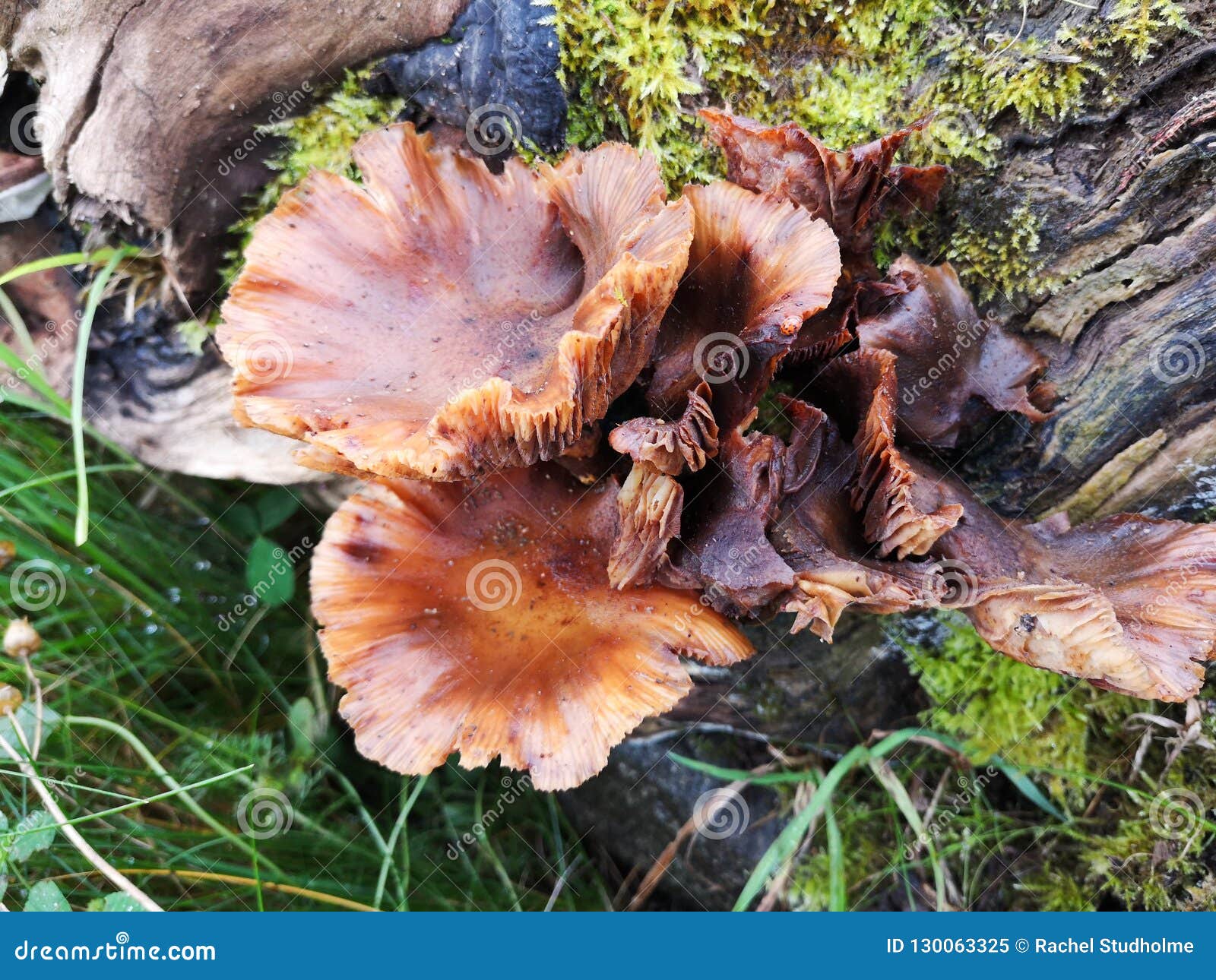 Funghi stock image. Image of nature, outdoors, wild - 130063325