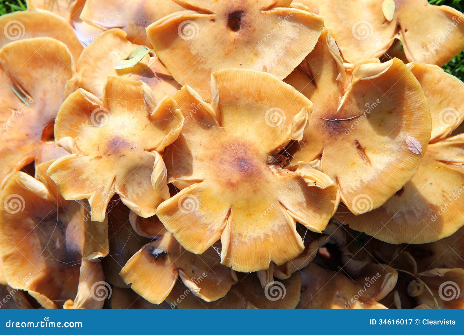 Fungi background. stock image. Image of ground, mushrooms - 34616017